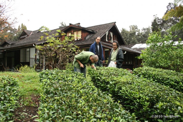 Photo Gallery – Tea Hawaii - Artisanal Hawaii Grown Tea