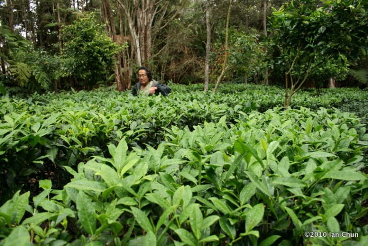 Photo Gallery – Tea Hawaii - Artisanal Hawaii Grown Tea